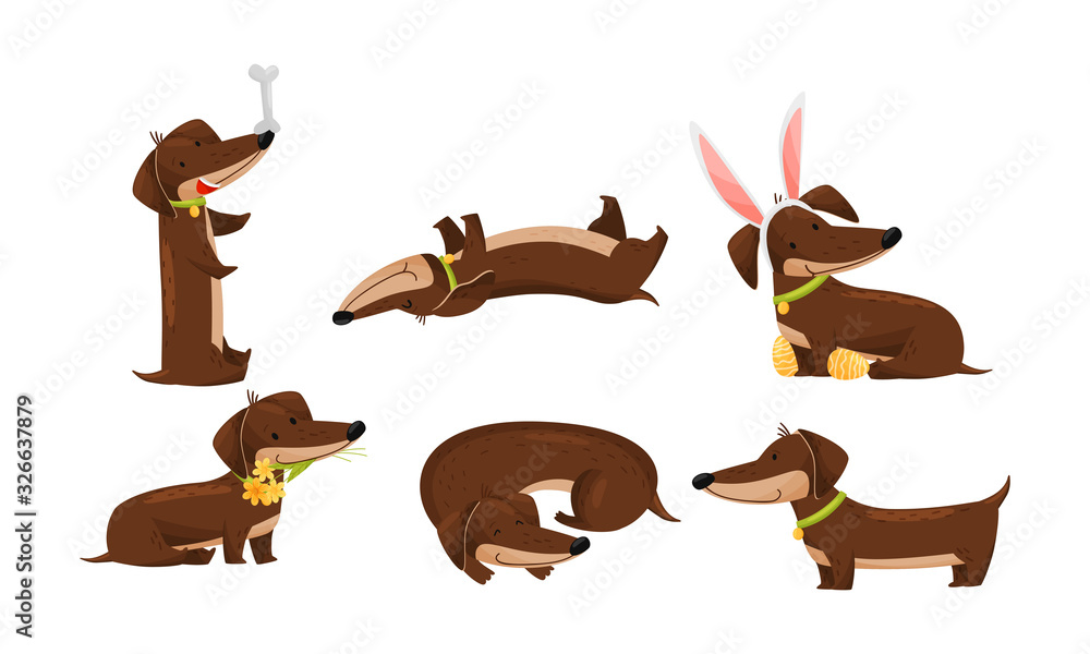 Cartoon Short-legged Dachshund Character with Long Body Curling up and ...