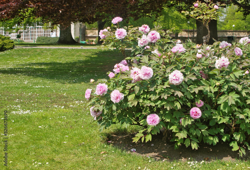 Beautiful blooming Japanese Tree Peony ,Chinese Moutan Paeony (Paeonia ...