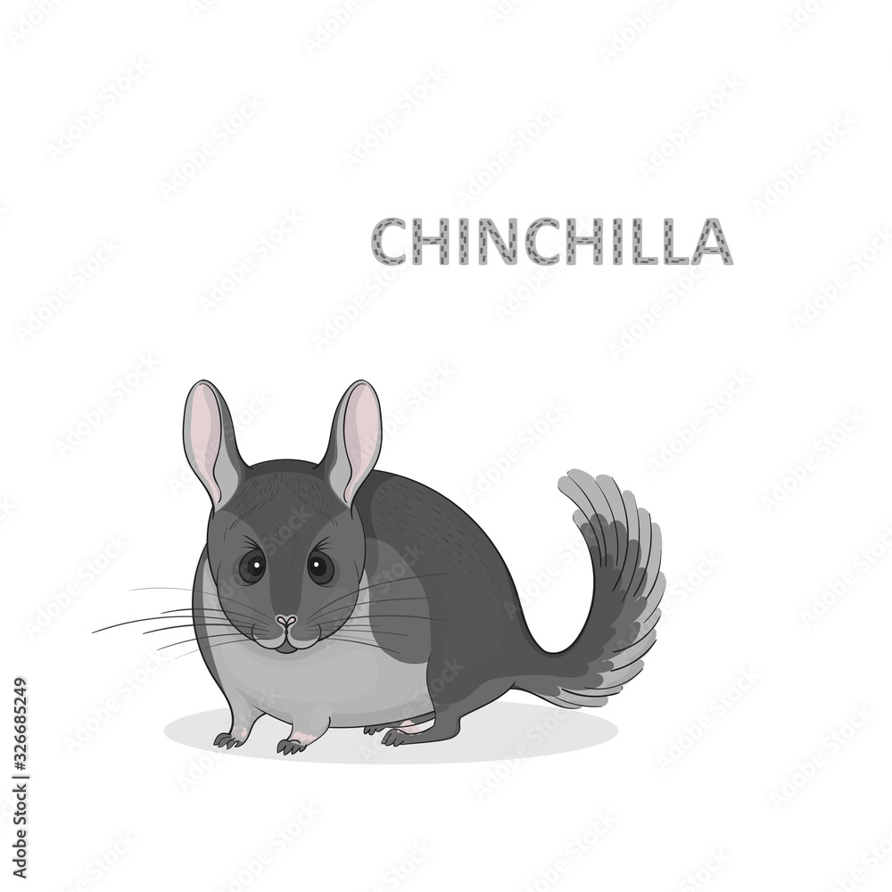 Vector illustration, a cartoon cute grey chinchilla, isolated on a ...