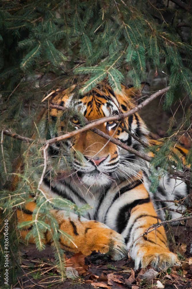 Impressively lies resting full face, a powerful body and a calm look ...