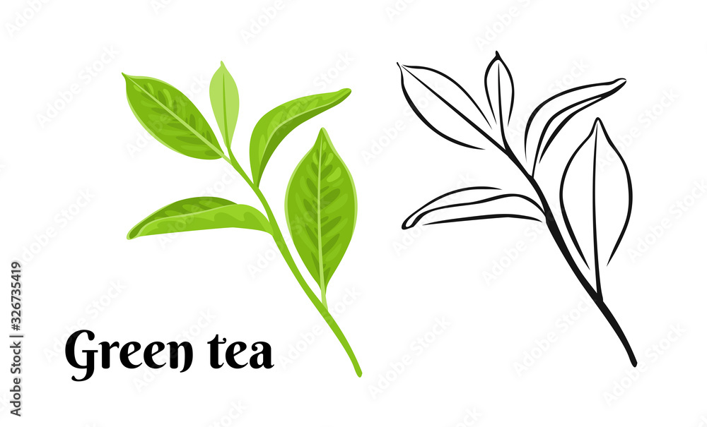 Vetor de Green tea leaf isolated on white background. Vector color ...