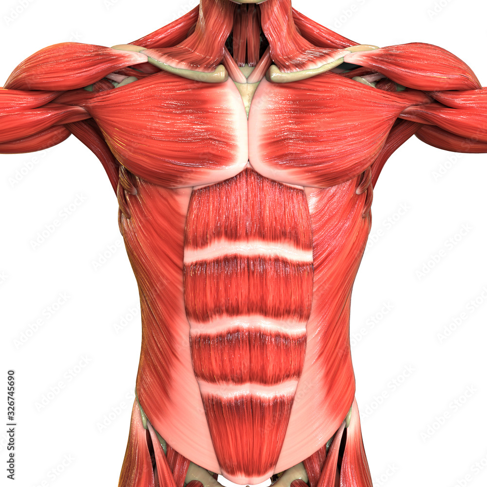 Human Muscular System Muscles Anatomy Stock Illustration | Adobe Stock
