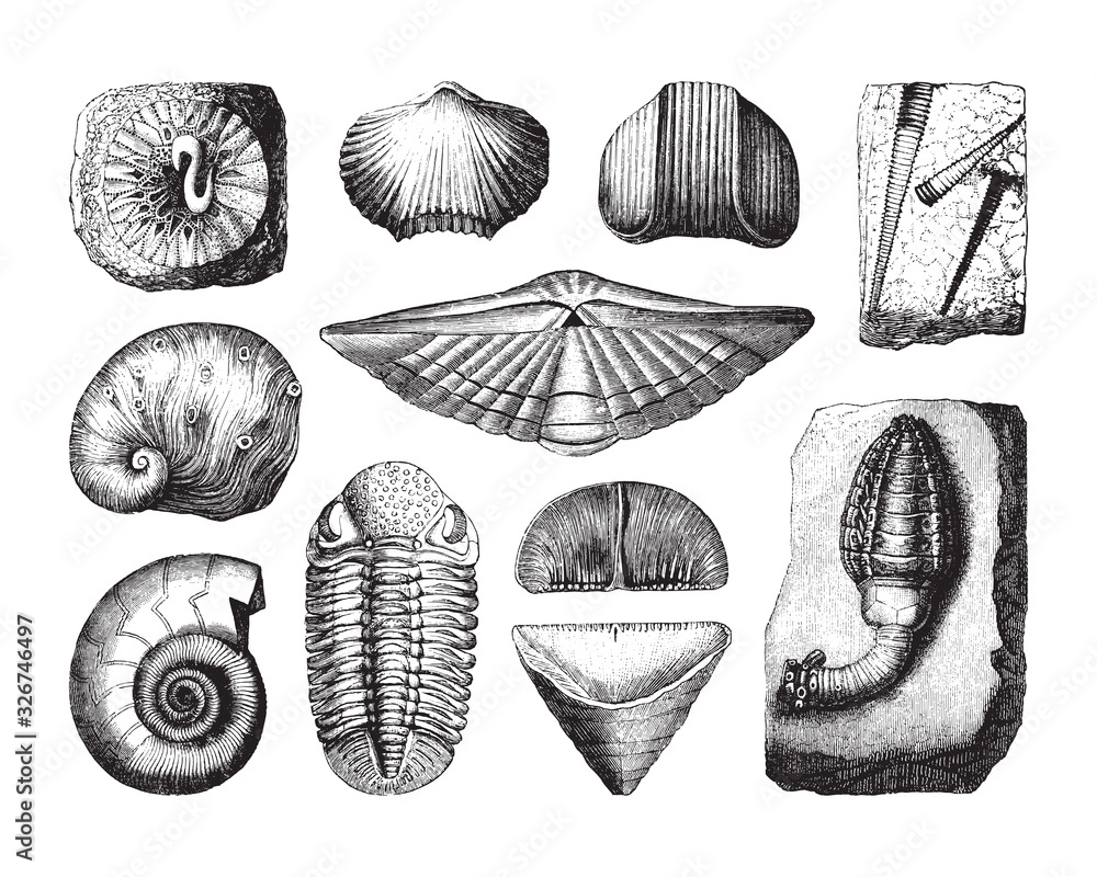 Devonian Period Fossils