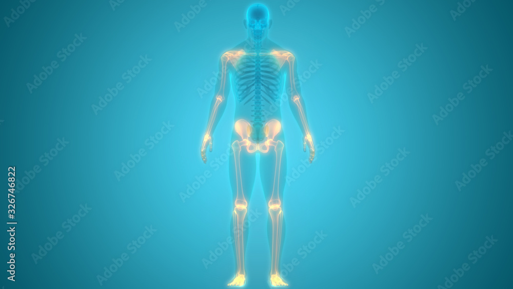 Human Skeleton System Appendicular Skeleton Anatomy Stock Illustration ...