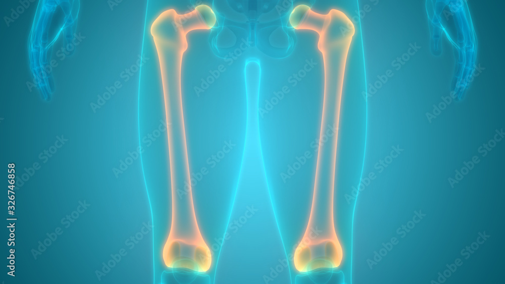 Human Skeleton System Femur Bone Joints Anatomy Stock Illustration ...