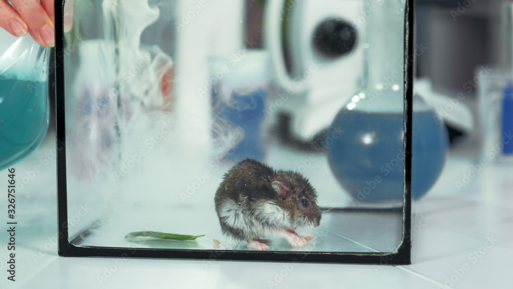 Experiment in modern chemistry laboratory: running smoke from flask ...