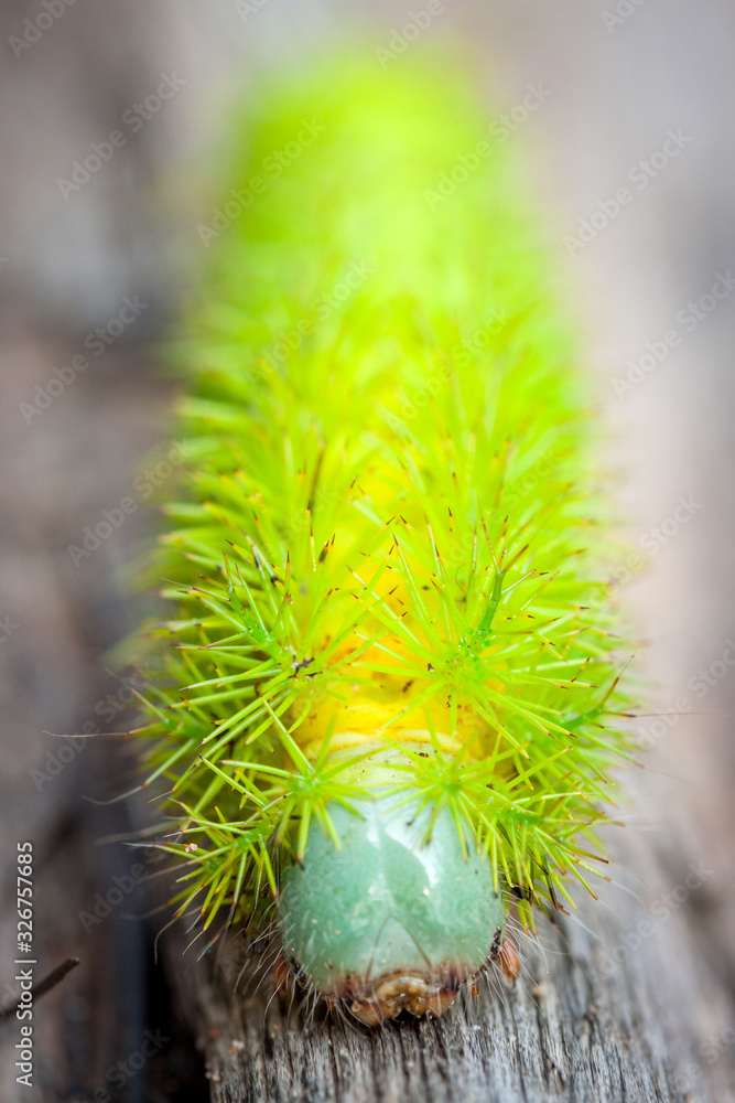 Dicke Grune Raupe Mit Stachel