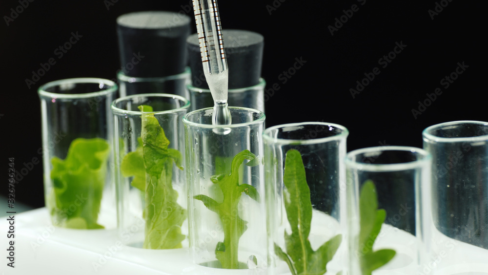 Macroshooting of test tubes with plants, they add the drug. Genetic ...