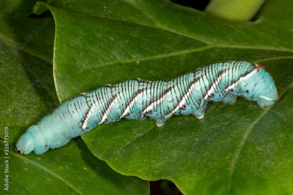 Carolina sphinx moth larva or Blue Hornworm Stock-Foto | Adobe Stock