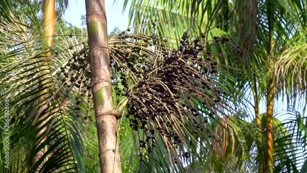 Beautiful bunch of ripe acai berries on palm tree in the amazon ...