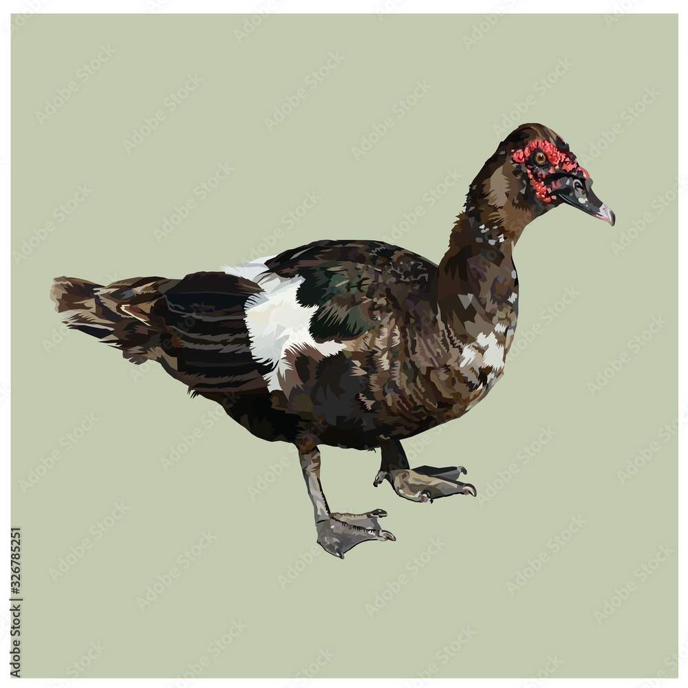 Low poly, Muscovy duck, vector illustration Stock Vector | Adobe Stock
