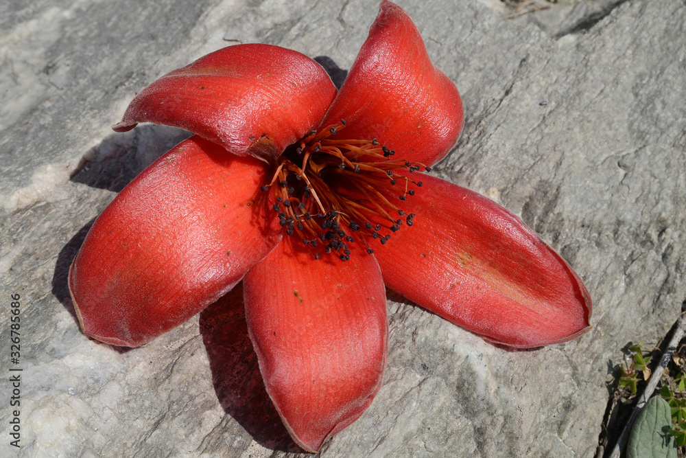 Flower of Bombax ceiba on the stone. Nepal. Stock Photo | Adobe Stock