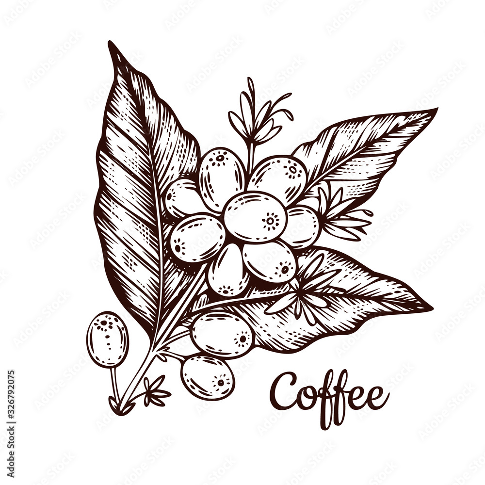 Vector set of coffee tree branches with flower, leaves and beans ...