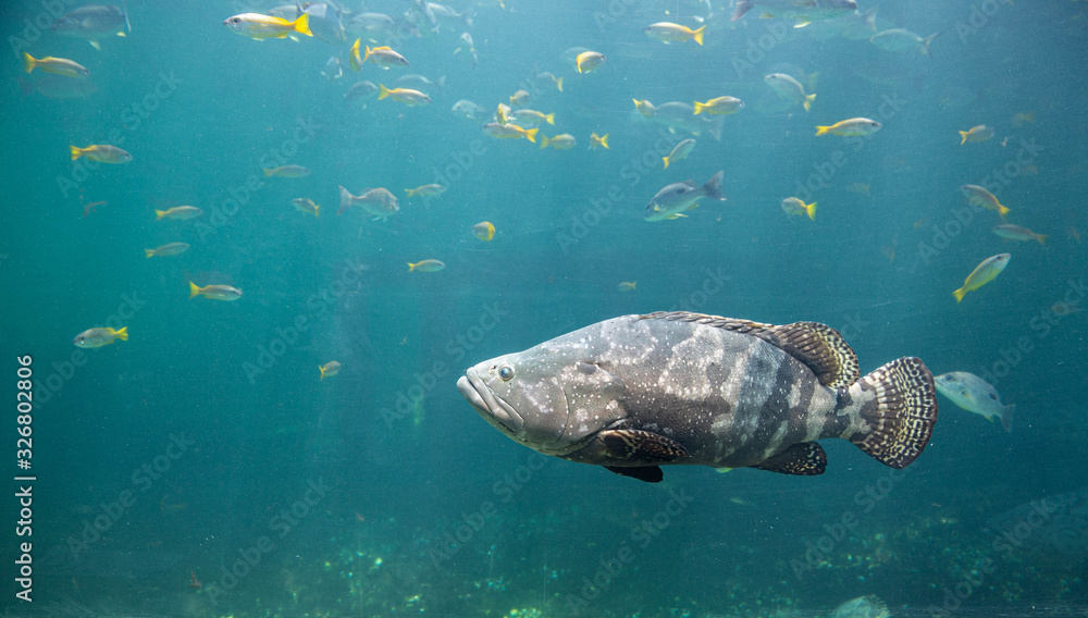 Giant grouper. a large saltwater fish of the grouper family found in ...