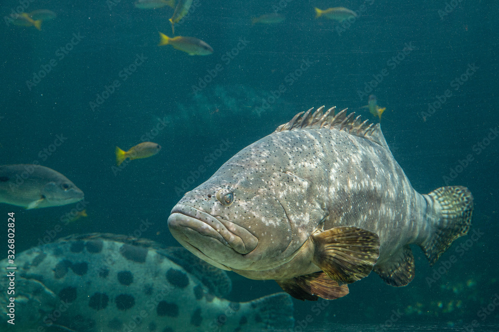 Giant Saltwater Fish