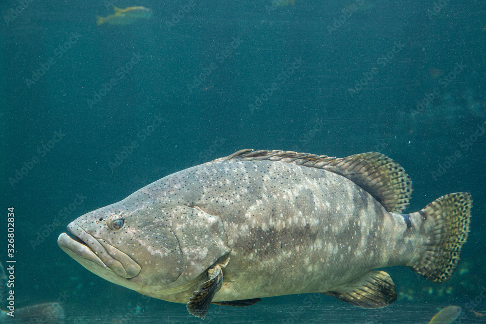Giant grouper. a large saltwater fish of the grouper family found in ...