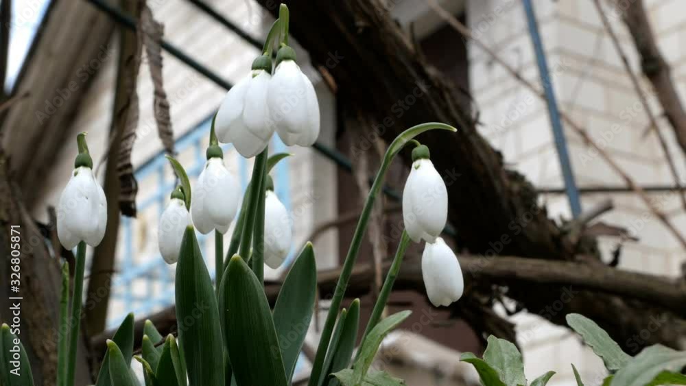 Small white spring flowers snowdrop or common snowdrop Galanthus ...