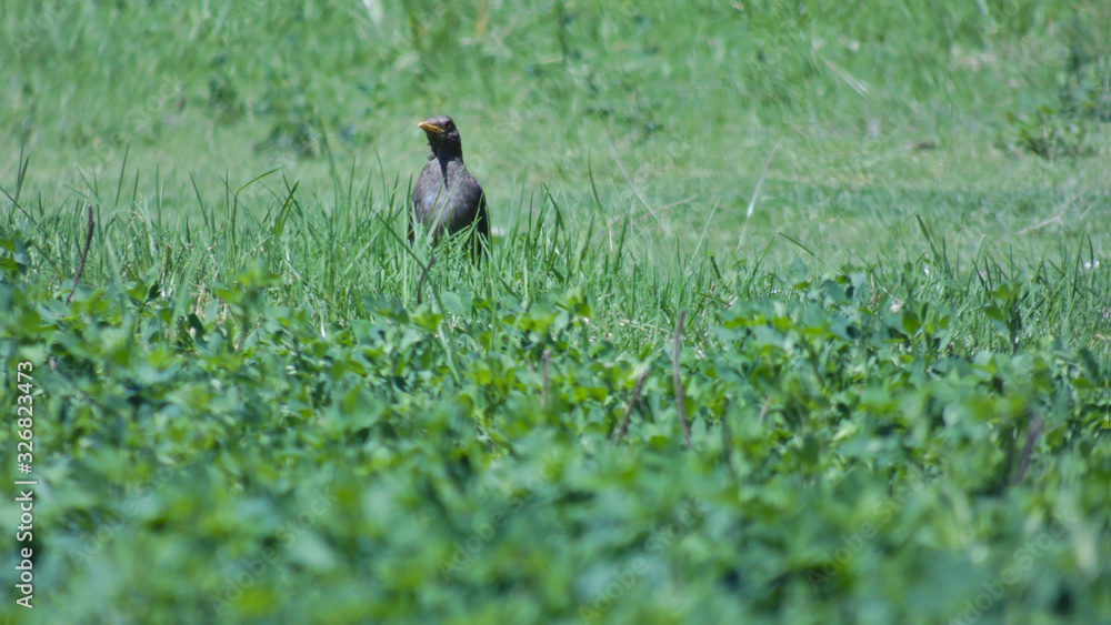 bird in the wild in a field of grass and alfalfa, watching with ...