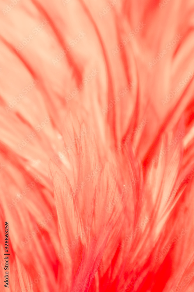 Beautiful abstract colorful red feathers on black background and soft ...