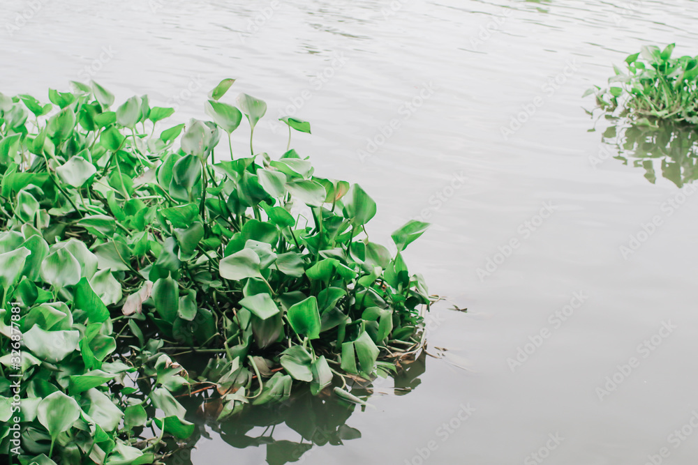 Group of water hyacinth floating in the river.Floating water hyacinth ...