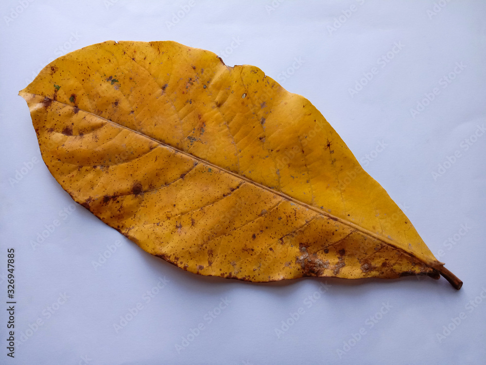 Terminalia catappa dried leaf isolated on white background closeup ...