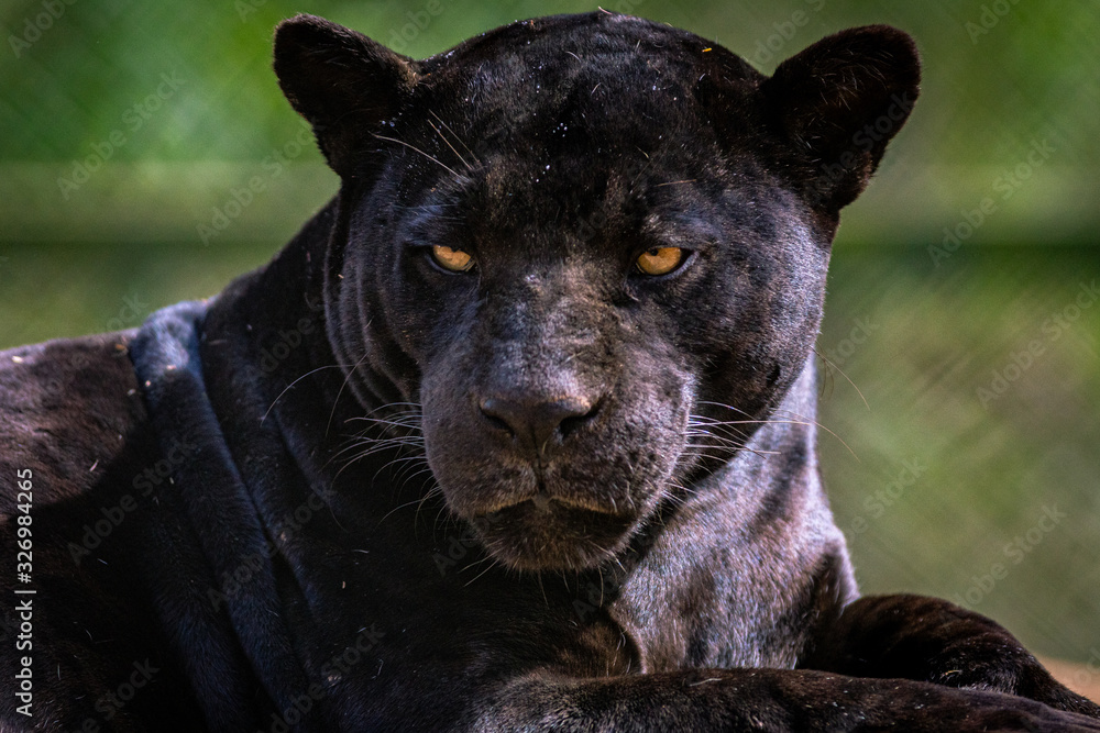 black-jaguar-on-a-preta-black-panther-pantera-negra-panthera