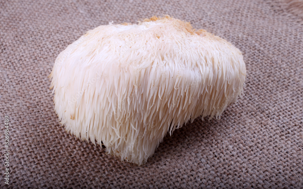 Hericium erinaceus mushroom (monkey head mushroom, bearded tooth fungus ...