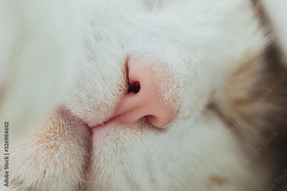 White cat's nose in profile. Close-up, macro photo. The concept of pet ...