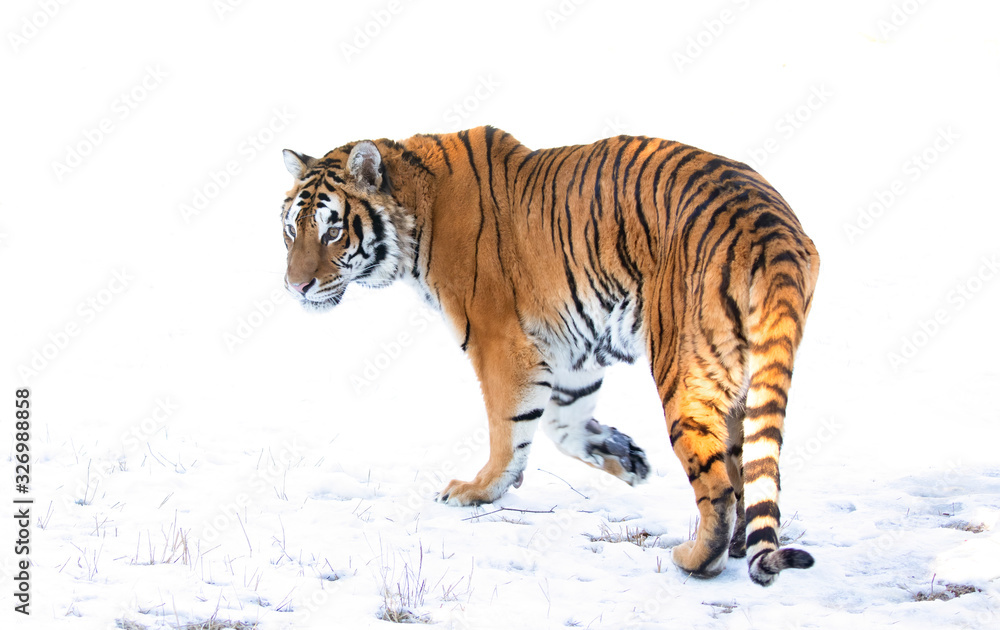 Siberian Tiger (Panthera tigris altaica) walking in the winter snow Stock Photo | Adobe Stock