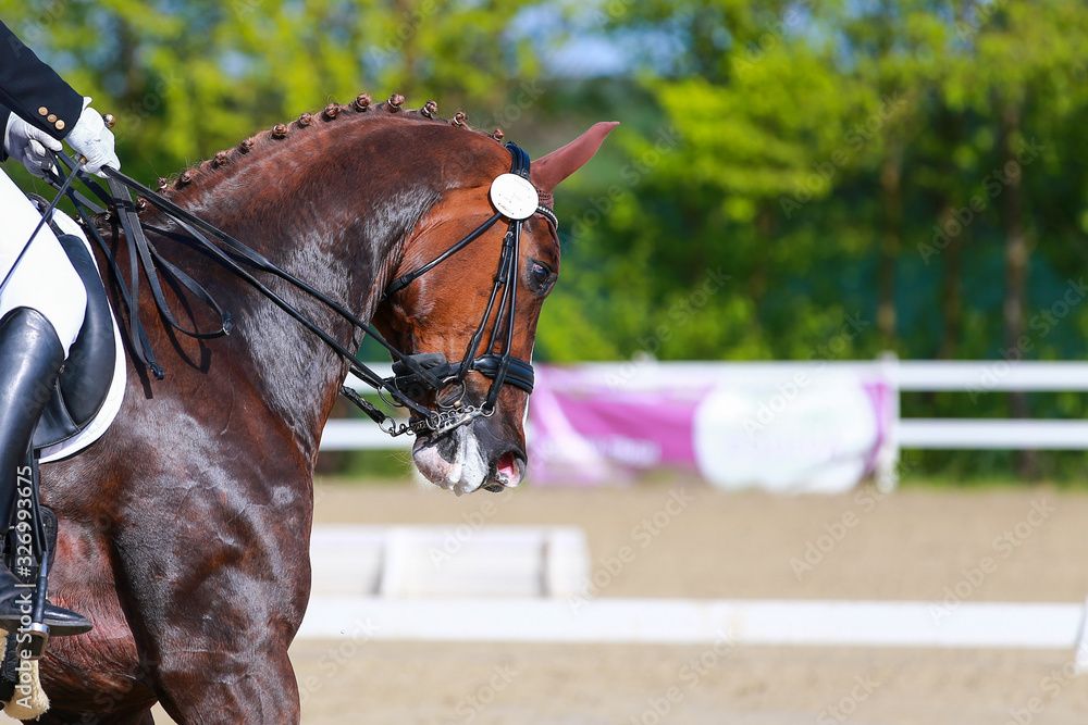 Dressage horse sweating heavily during a dressage test, photographed in ...