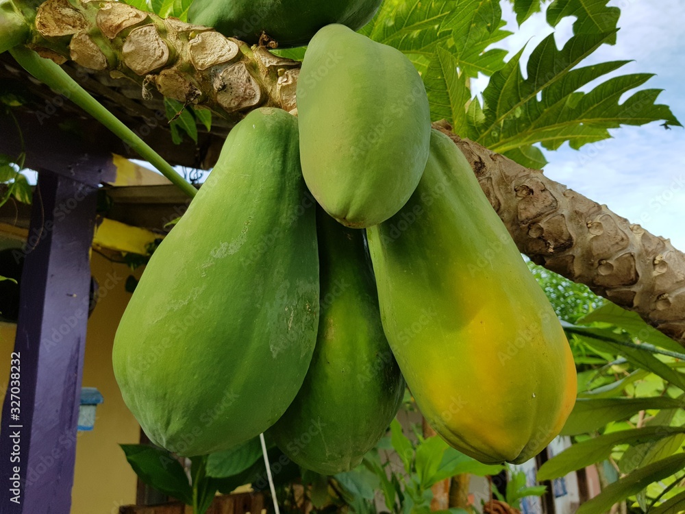 The papaya (Carica papaya) (from Carib via Spanish), papaw, or pawpaw ...