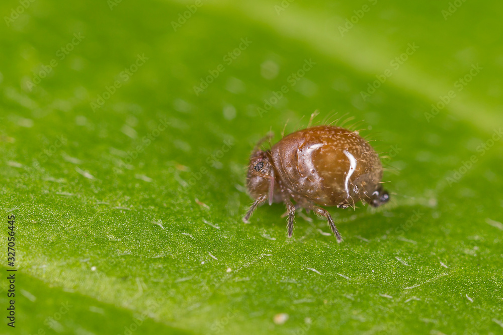 Sminthuridae springtail on lichen, extreme close-up. Globular ...