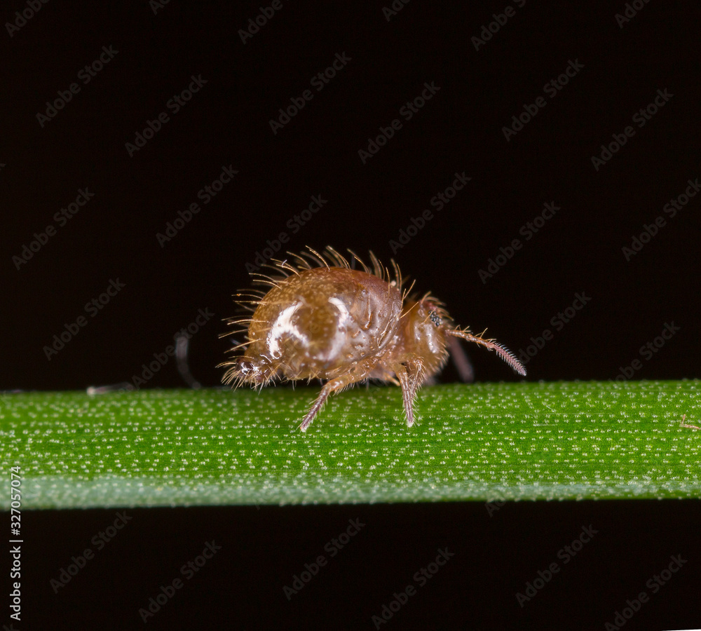 Sminthuridae springtail on lichen, extreme close-up. Globular ...