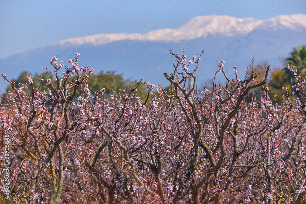 Orchards in northern Israel, in the valley of Mount Hermon. Flowering ...