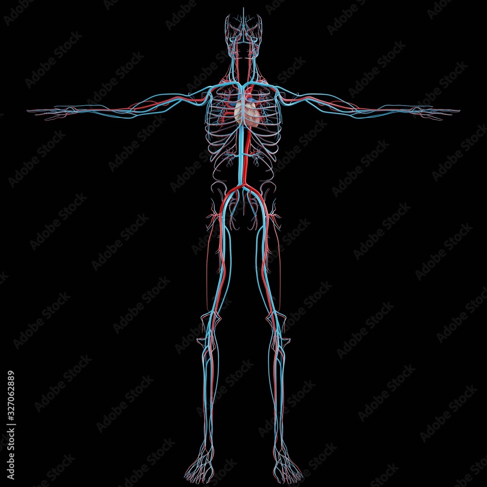 Human Circulatory Full System and Heart front 3D illustration realistic ...