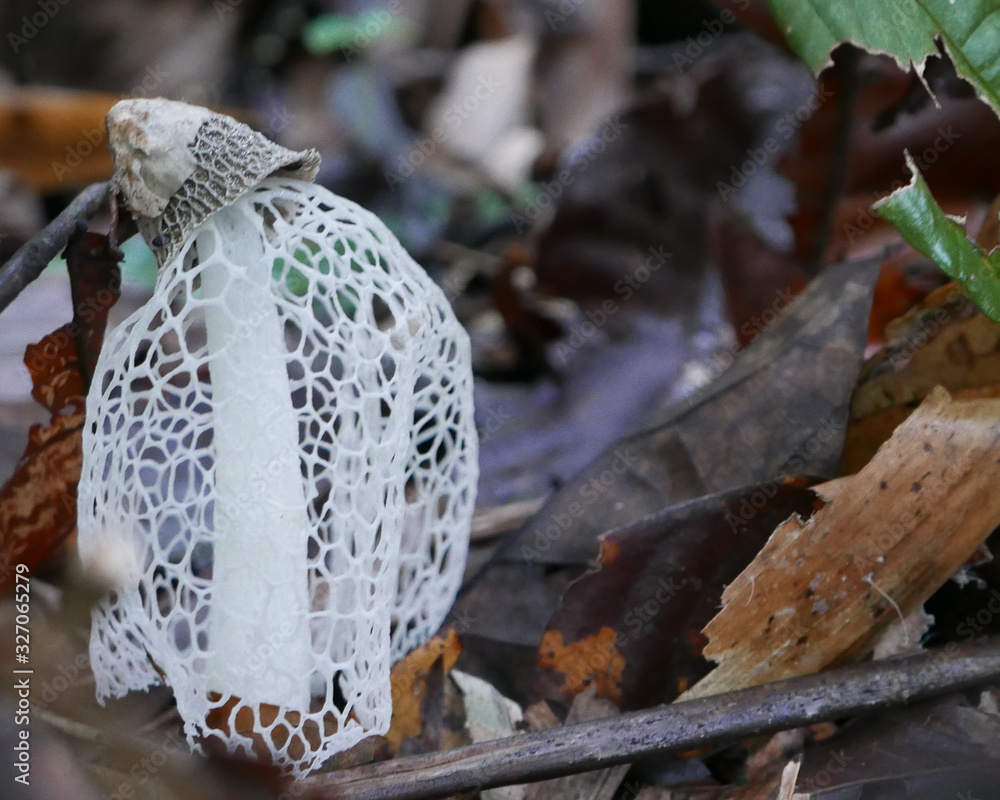 Phallus indusiatus, commonly known as long net stinkhorn, veiled lady ...