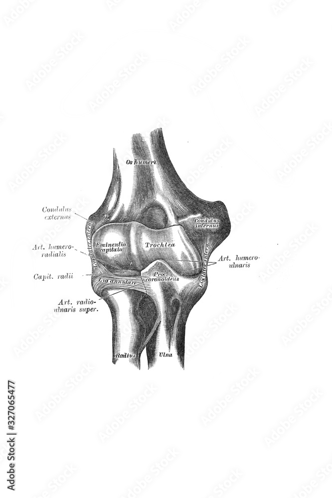 Right elbow joint, front in the old book the Anatomie of a Human, by M ...