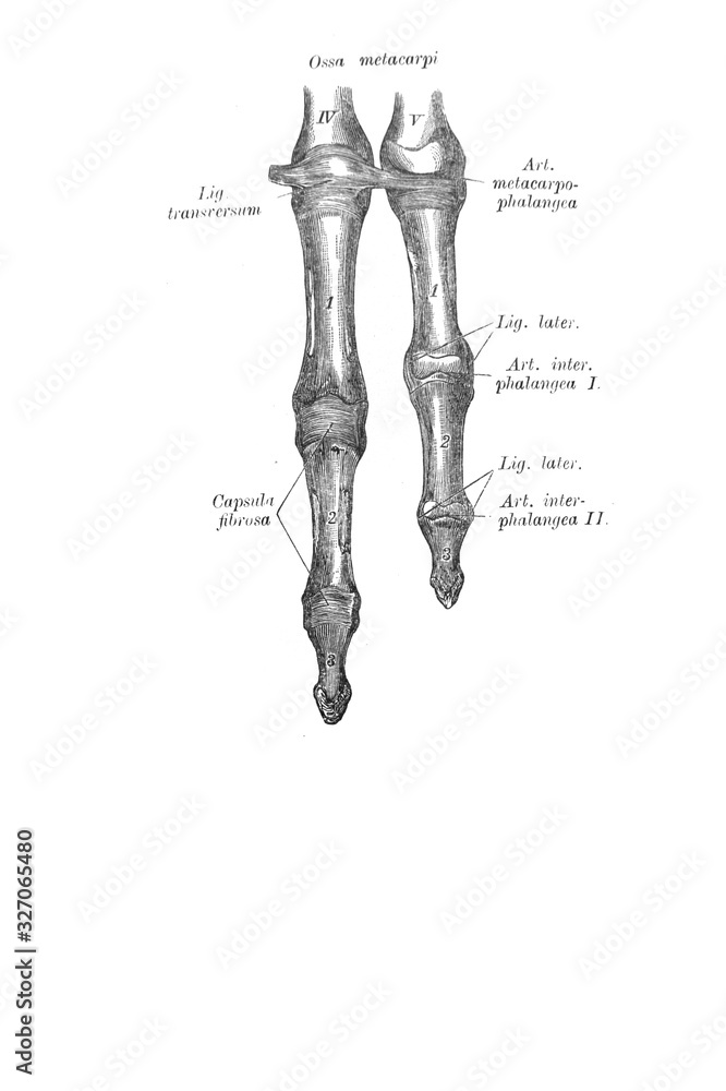 Fourth and fifth finger articulation in the old book the Anatomie of a ...
