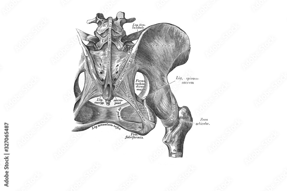 Anonymous bone joint. Back side in the old book the Anatomie of a Human ...