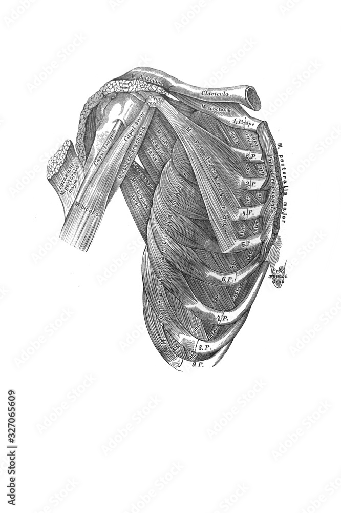 Muscles of the chest. The second and third layer in the old book the ...