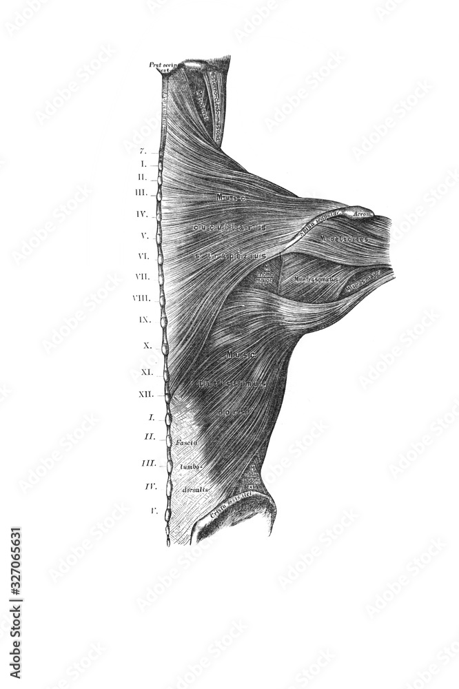 Broad back muscles in the old book the Anatomie of a Human, by M.P ...