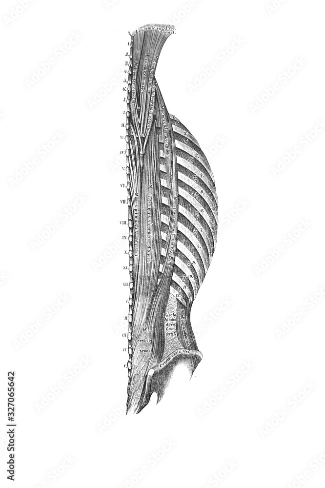 Long back muscles in the old book the Anatomie of a Human, by M.P ...