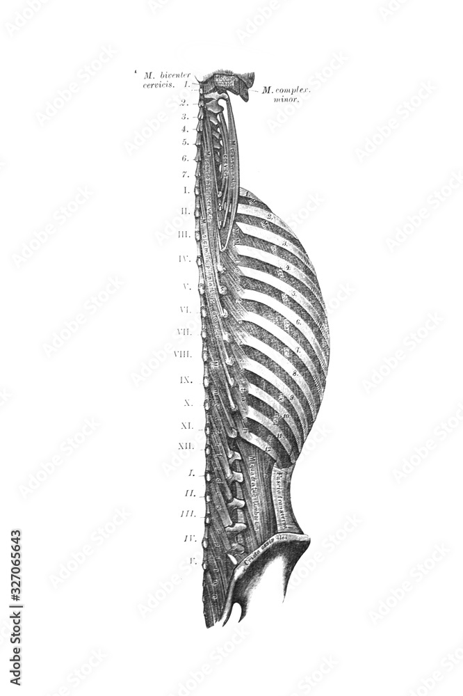 Long back muscles in the old book the Anatomie of a Human, by M.P ...