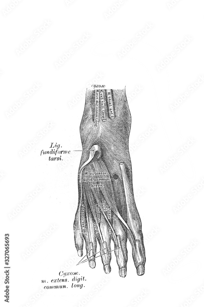 Muscles on the back of the foot in the old book the Anatomie of a Human ...