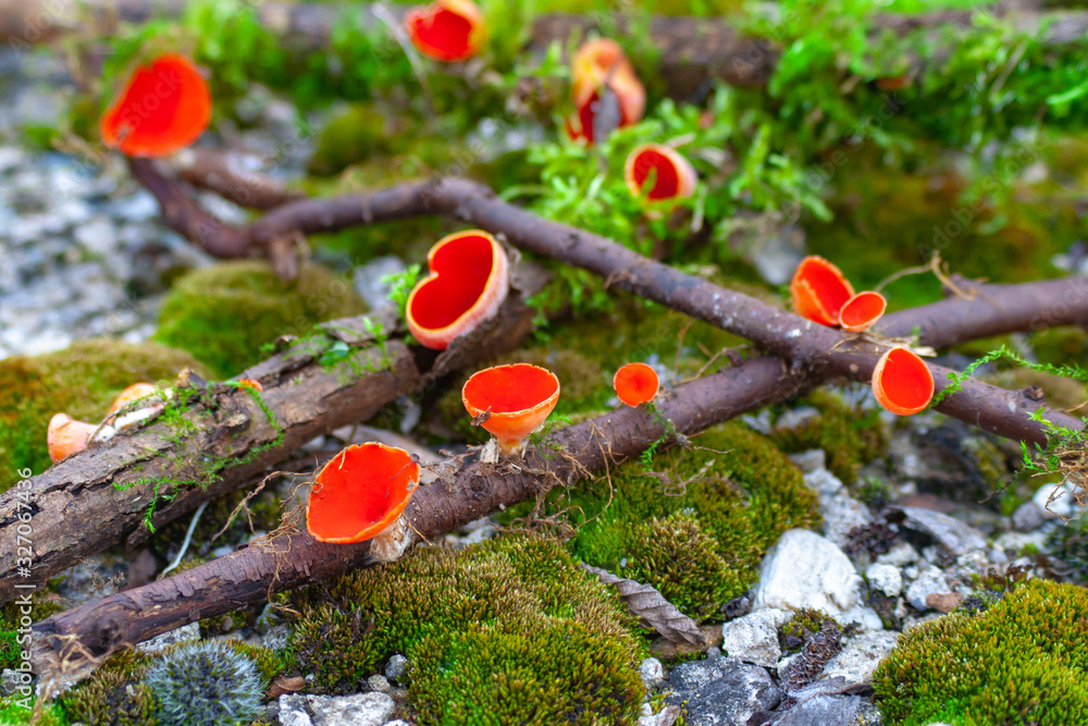 Sarcoscypha coccinea, commonly known as the scarlet elf cup, scarlet ...