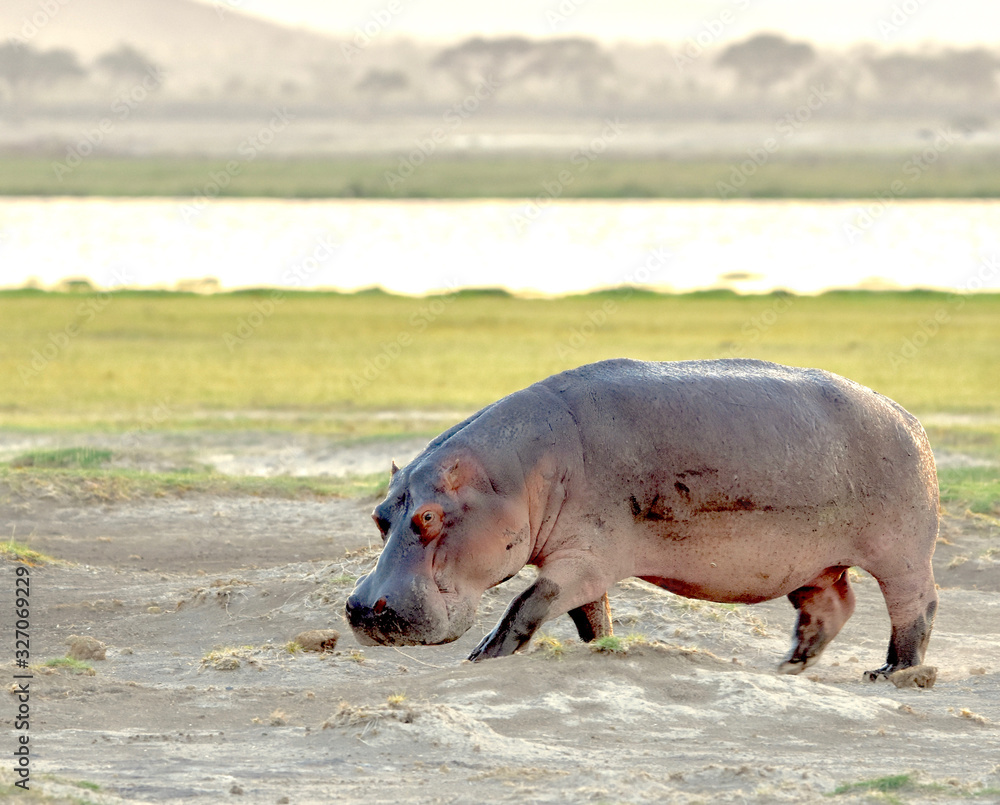 Large male hippo walking on sandy soil with green grass in the ...