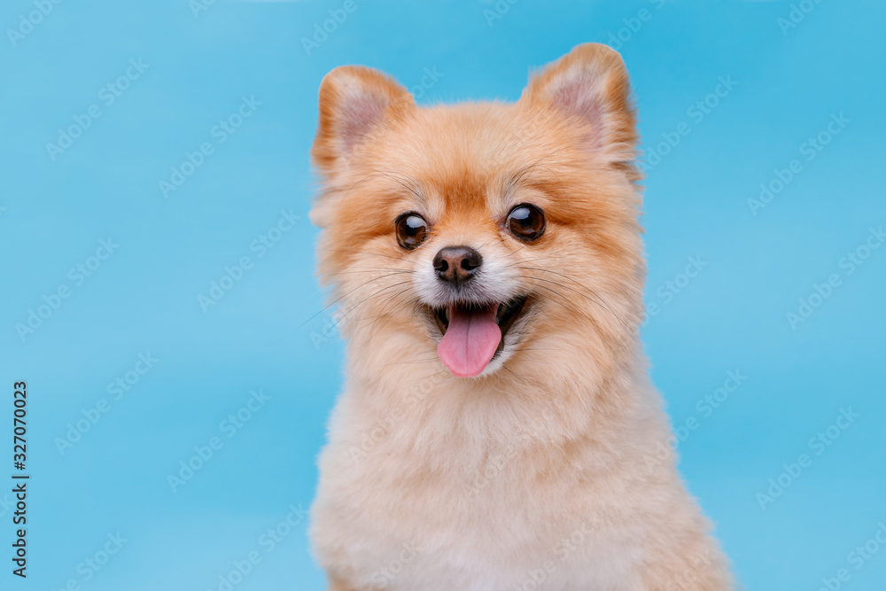 Cute Smiling Puppy