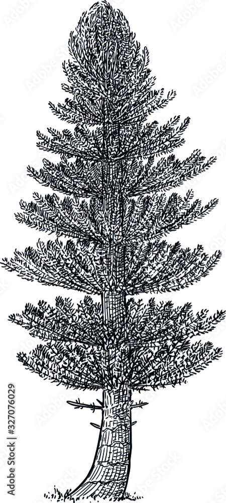 Calamites tree illustration, drawing, engraving, ink, line art, vector ...