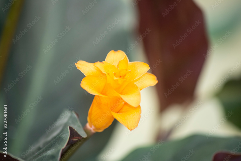 tropical orange flowers of the Calathea Crocata plant commonly known as ...