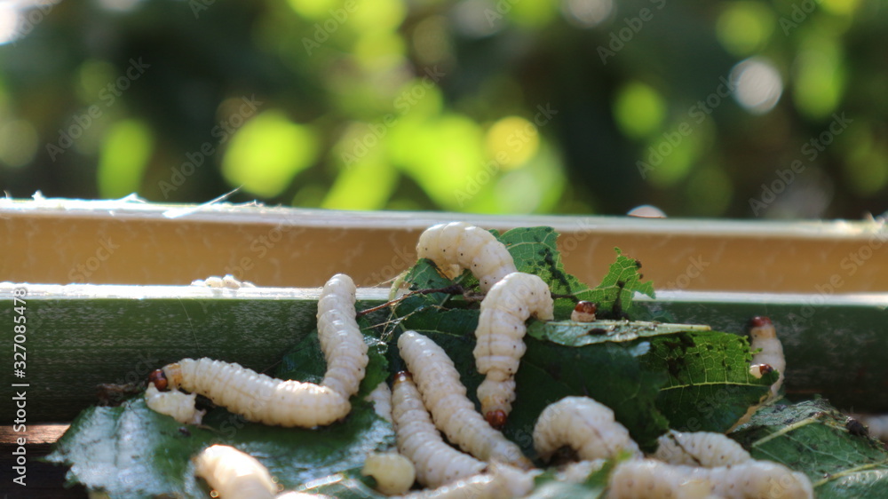 Omphisa fuscidenttalis Hampson is an edible worm that lives in bamboo ...